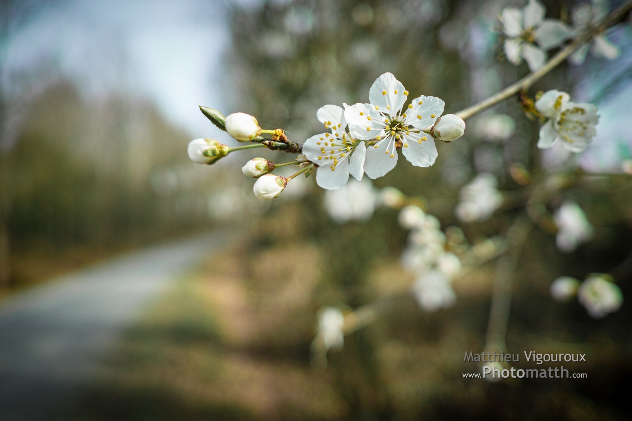 Perso | Début de printemps | Photomatth Matthieu Vigouroux Photographe ...
